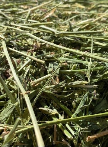 Lucerne Hay Premium A- GRADE | ELITE EQUINE NUTRITION
