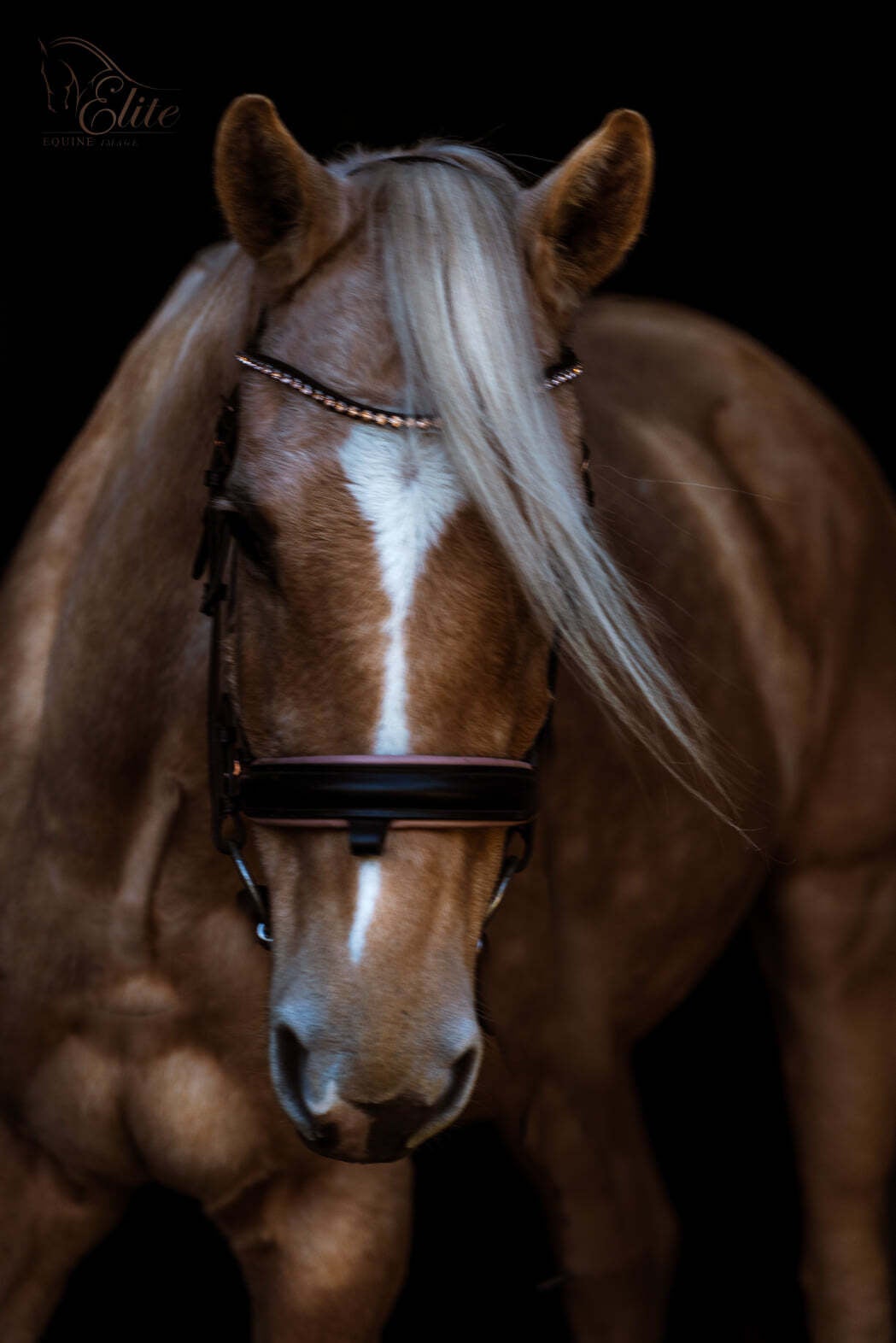Essential Diet Analysis | ELITE EQUINE NUTRITION